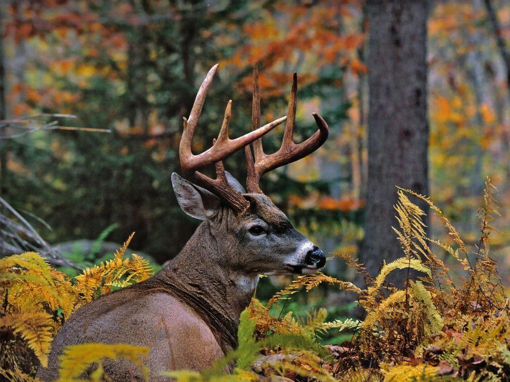 Free Deer Wallpapers - Wallpaper Cave