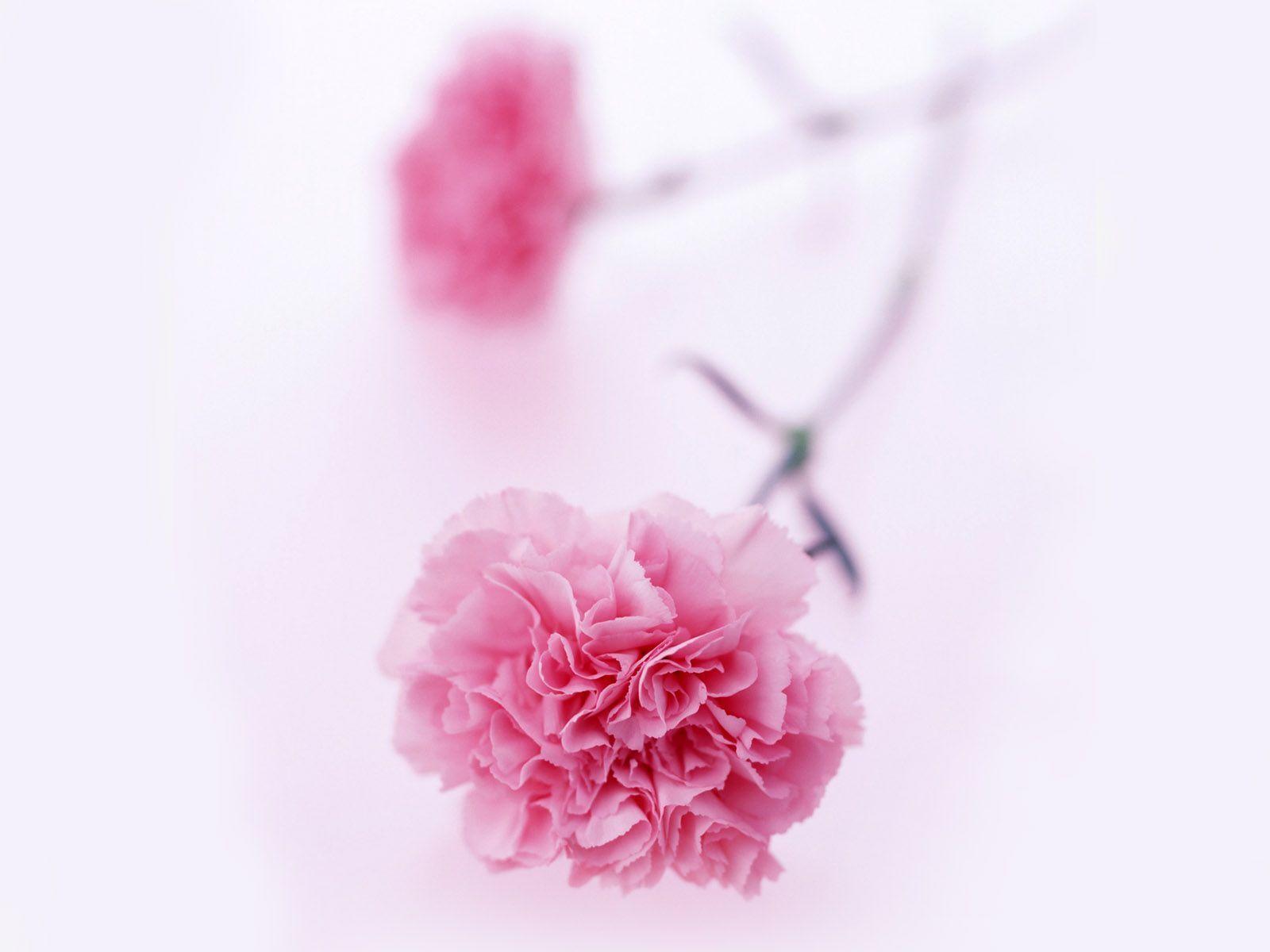 Carnation Wallpapers - Wallpaper Cave
