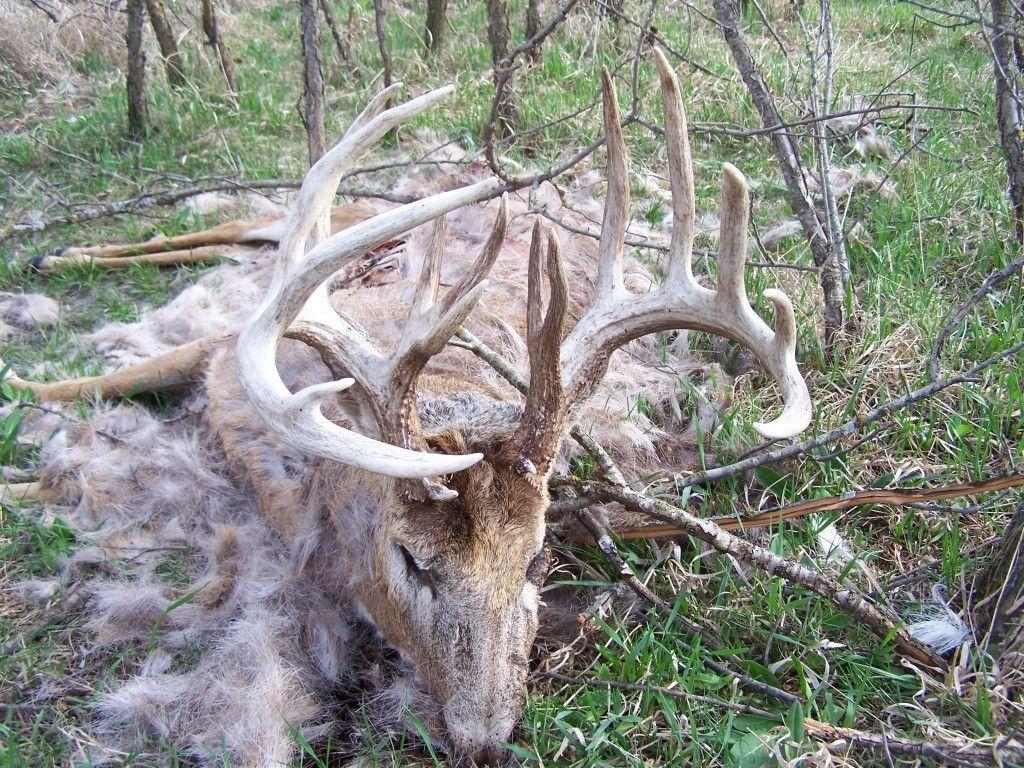 Monster Bucks Wallpapers - Wallpaper Cave