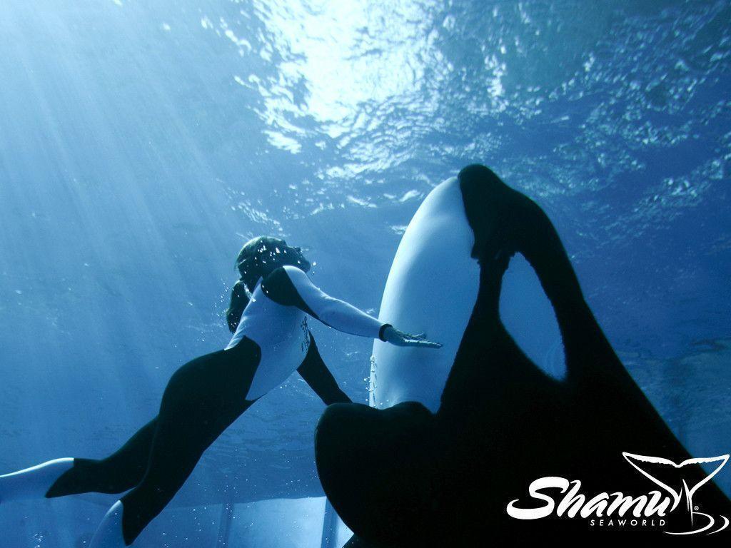 Shamu Wallpapers - Wallpaper Cave