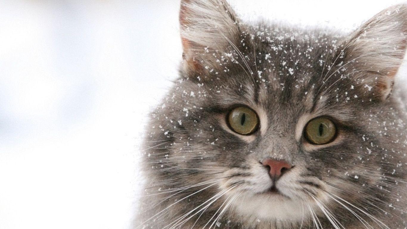 Cat Backgrounds - Wallpaper Cave