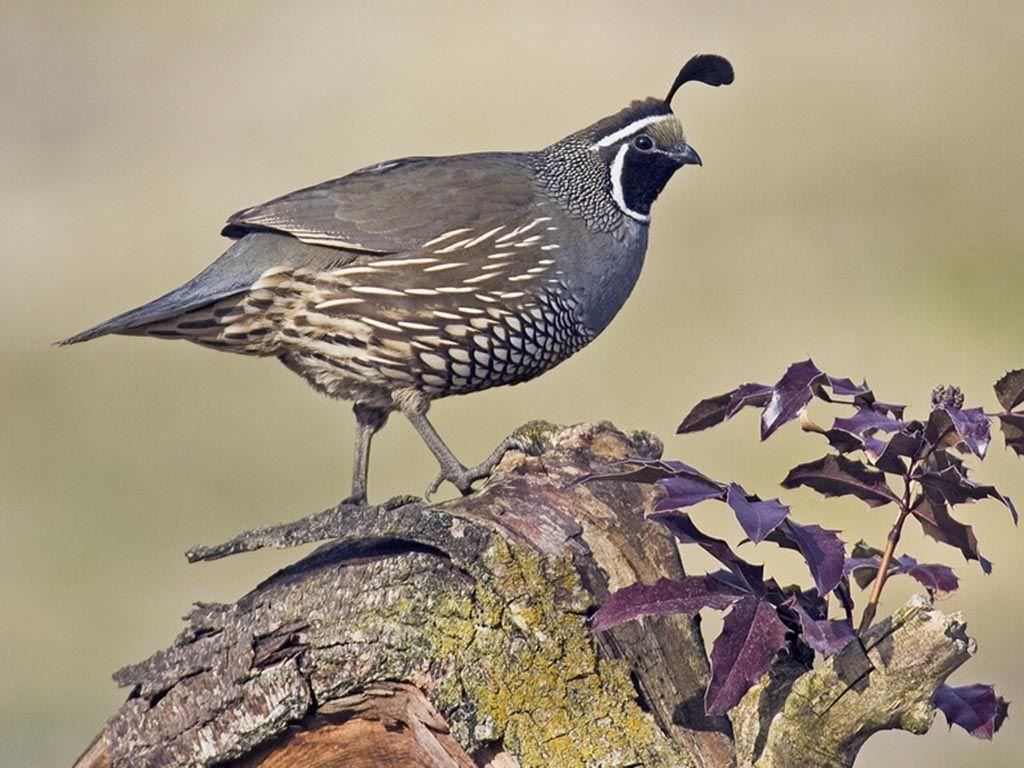 Quail Wallpapers - Wallpaper Cave