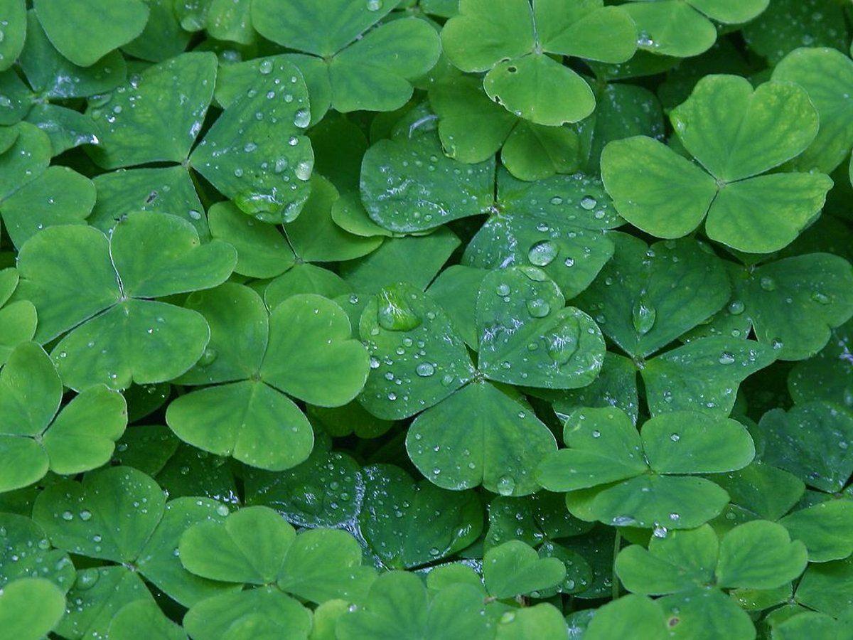Shamrock Wallpapers - Wallpaper Cave