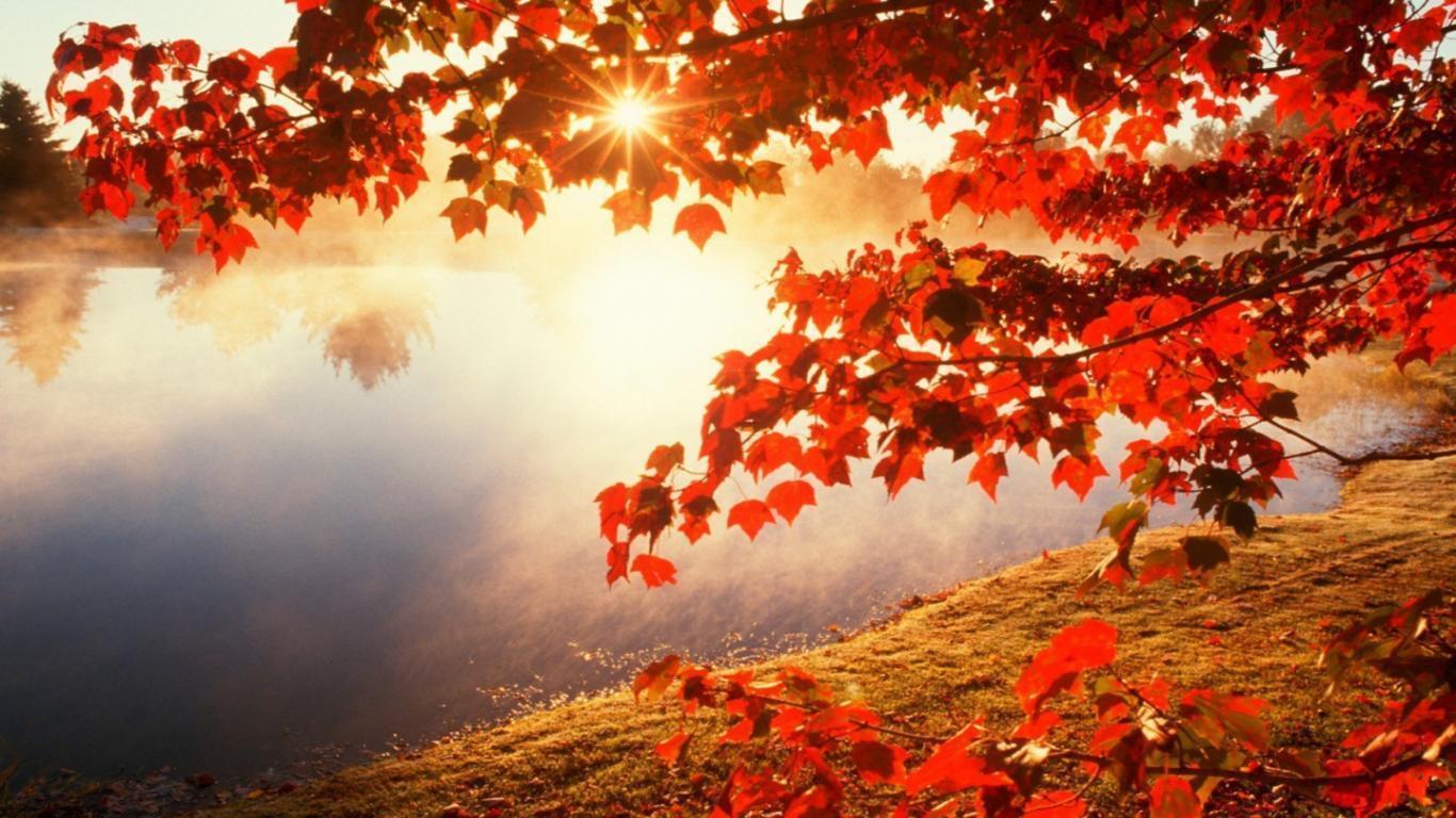 Red Leaf Wallpapers - Wallpaper Cave