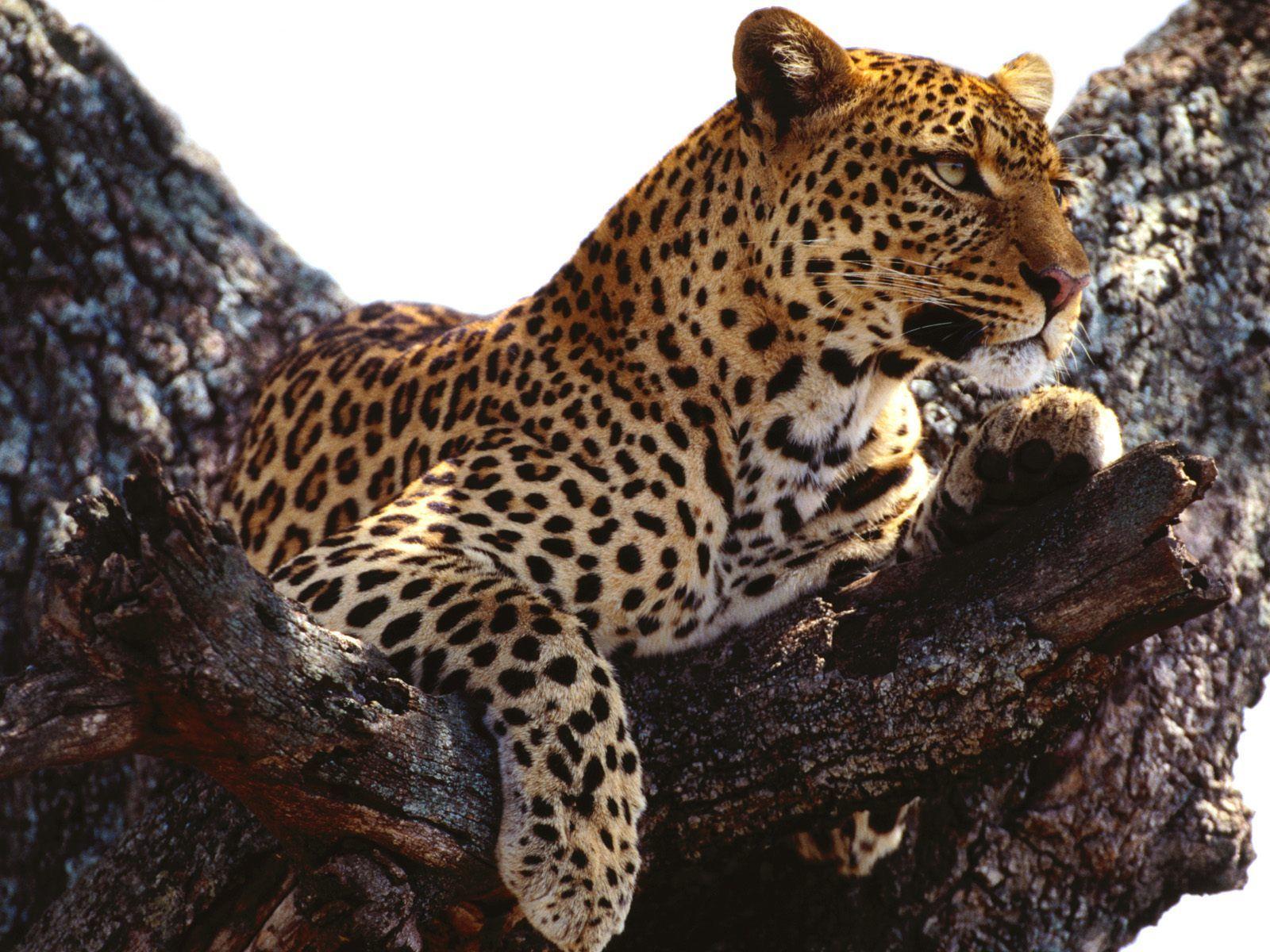 Leopard Wallpapers - Wallpaper Cave