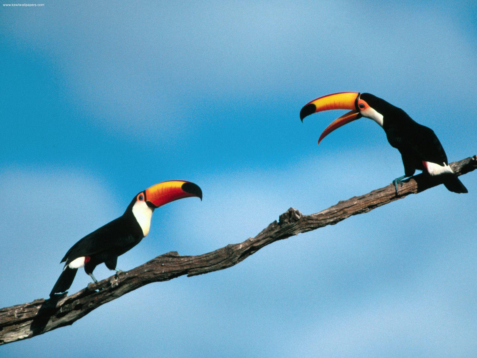 Toucan Wallpapers - Wallpaper Cave