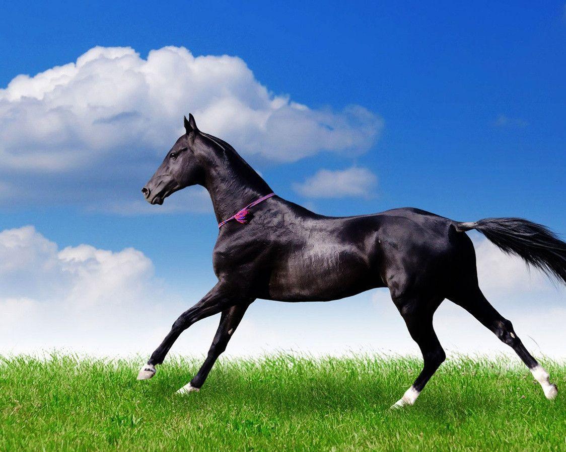 Horse Backgrounds Pictures - Wallpaper Cave