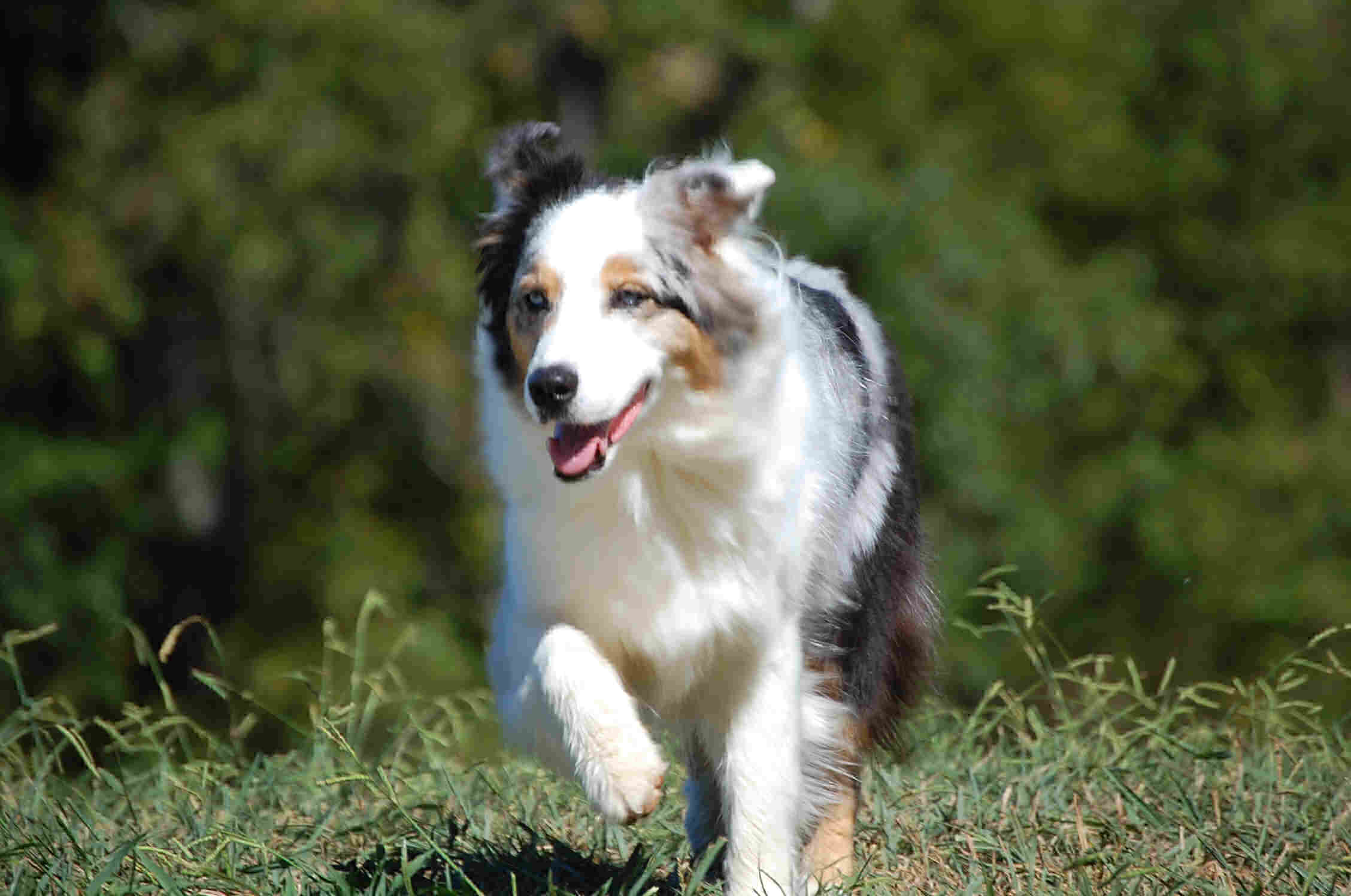 Australian Shepherd Wallpapers - Wallpaper Cave