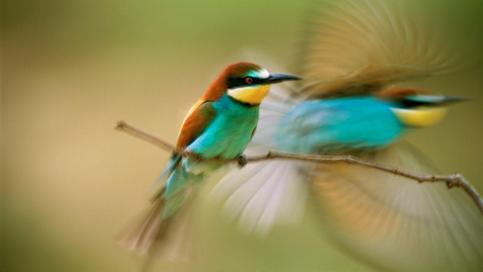 Free Hummingbird Wallpapers - Wallpaper Cave