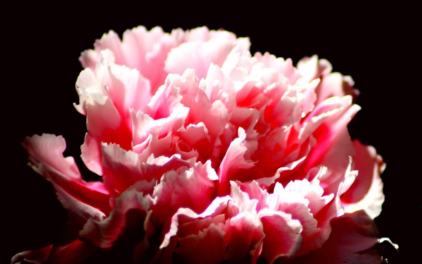 Carnation Wallpapers - Wallpaper Cave