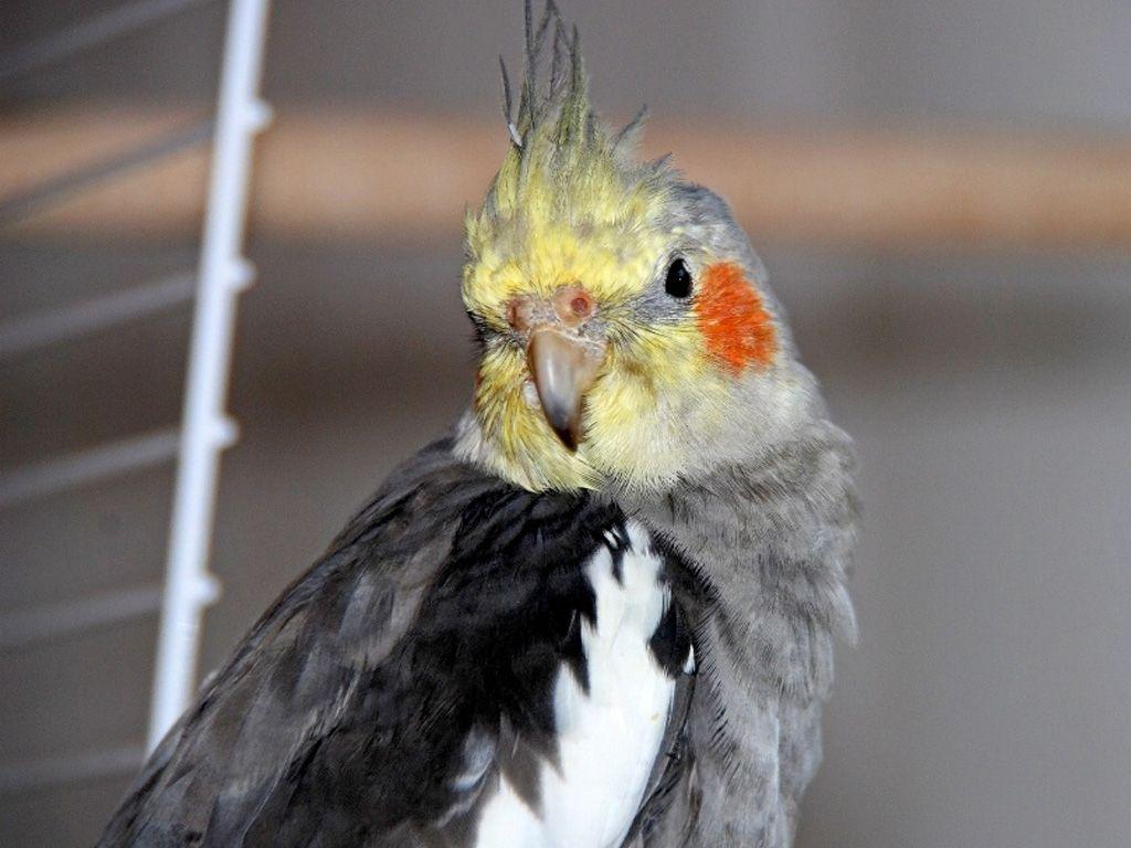 Cockatiel Wallpapers - Wallpaper Cave