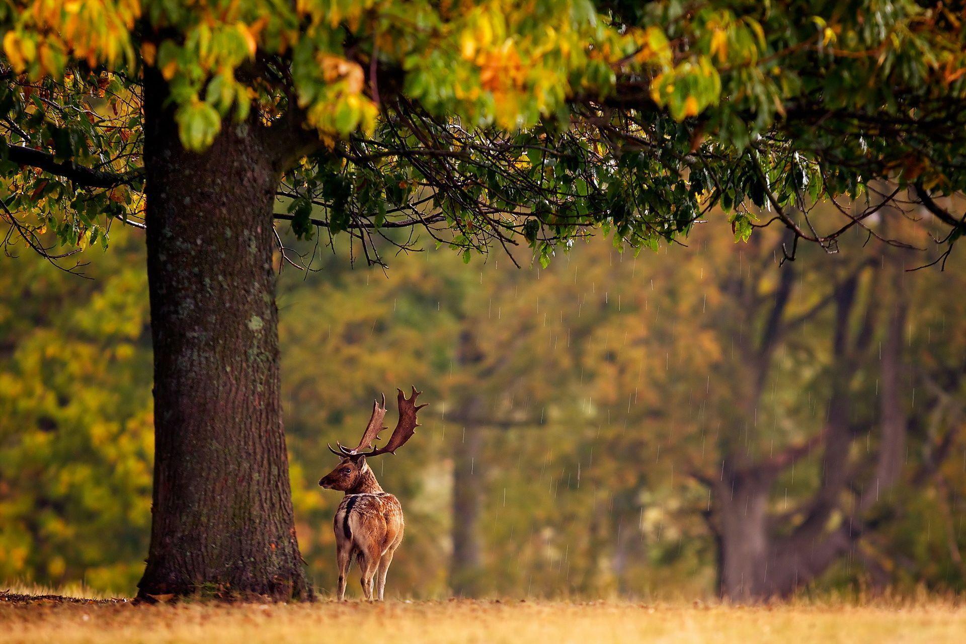 Deer Backgrounds Pictures - Wallpaper Cave