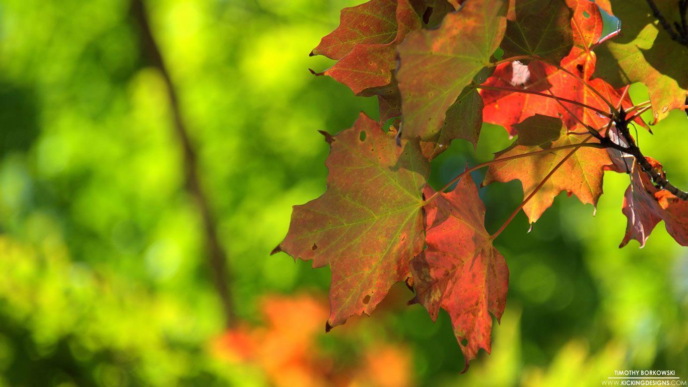 Foliage Wallpapers - Wallpaper Cave