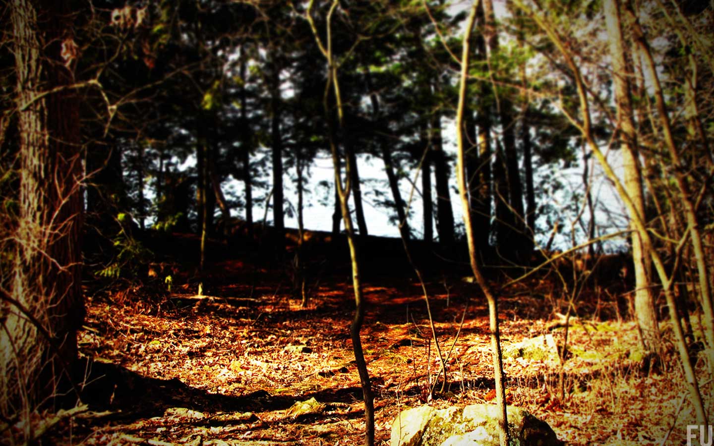 Forrest Wallpapers - Wallpaper Cave