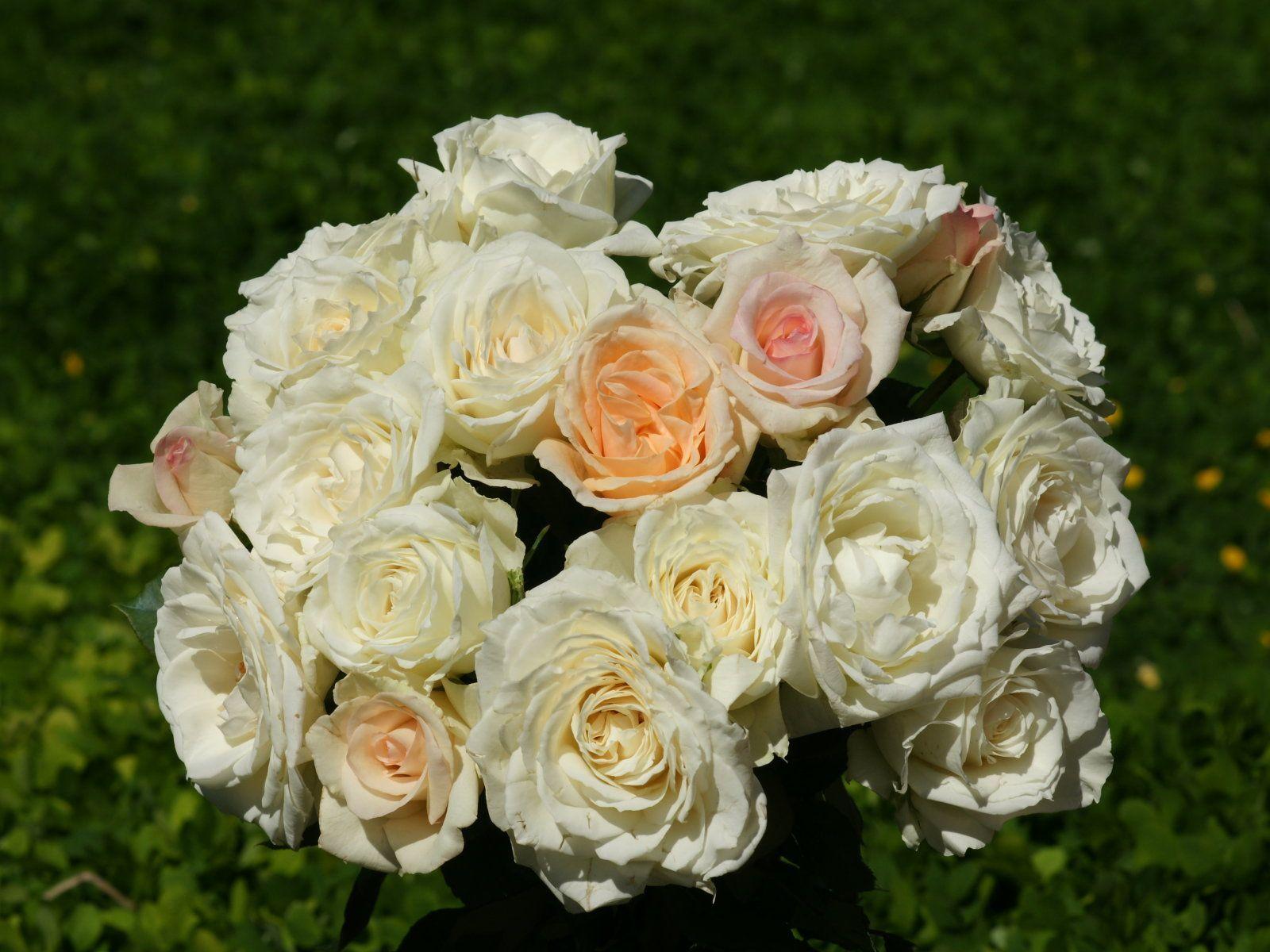 Beautiful Roses Wallpapers - Wallpaper Cave