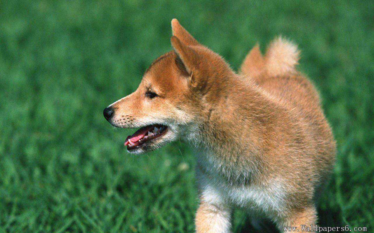 Shiba Inu Wallpapers - Wallpaper Cave