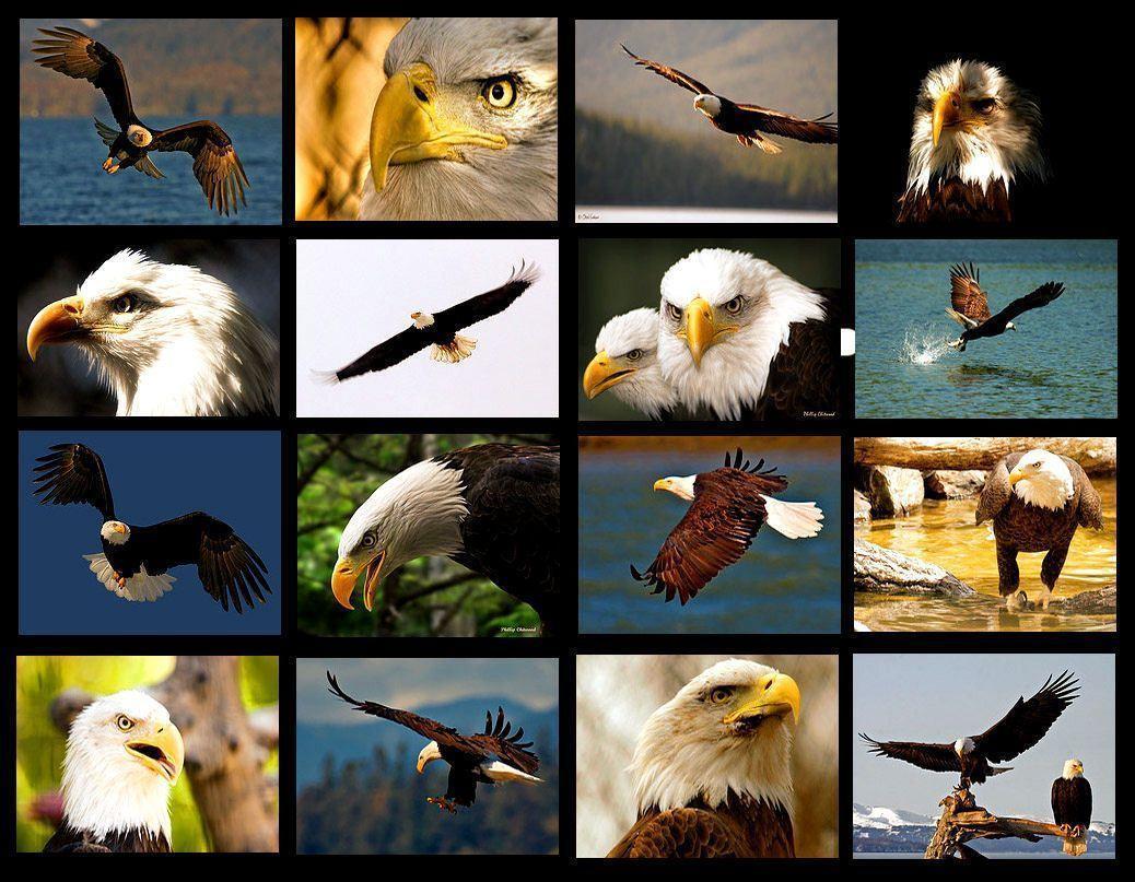 American Bald Eagle Wallpapers - Wallpaper Cave