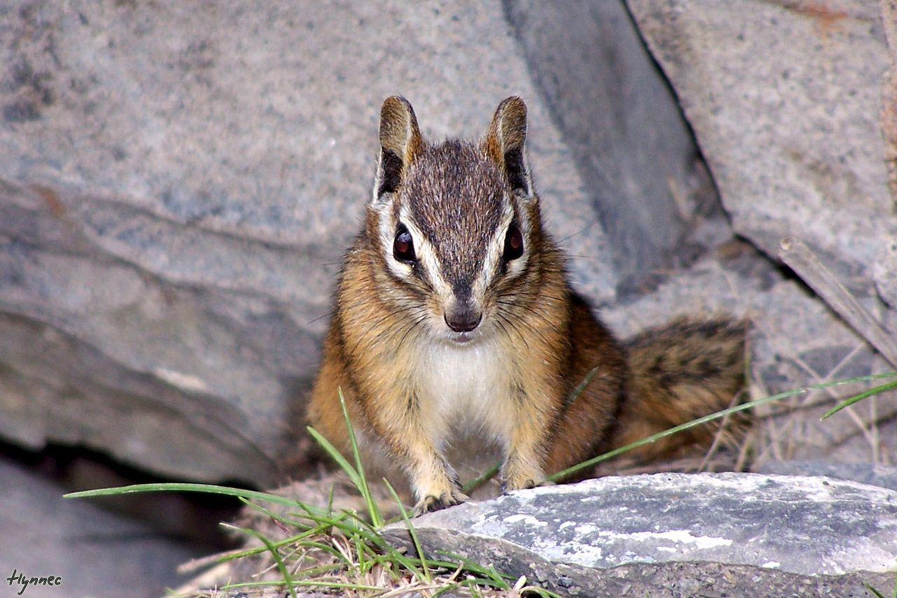 Chipmunk Wallpapers - Wallpaper Cave