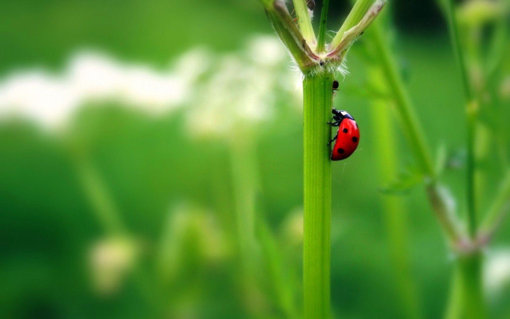 Ladybug Backgrounds - Wallpaper Cave