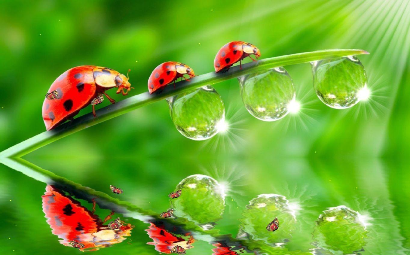 Lady Bug Wallpapers - Wallpaper Cave