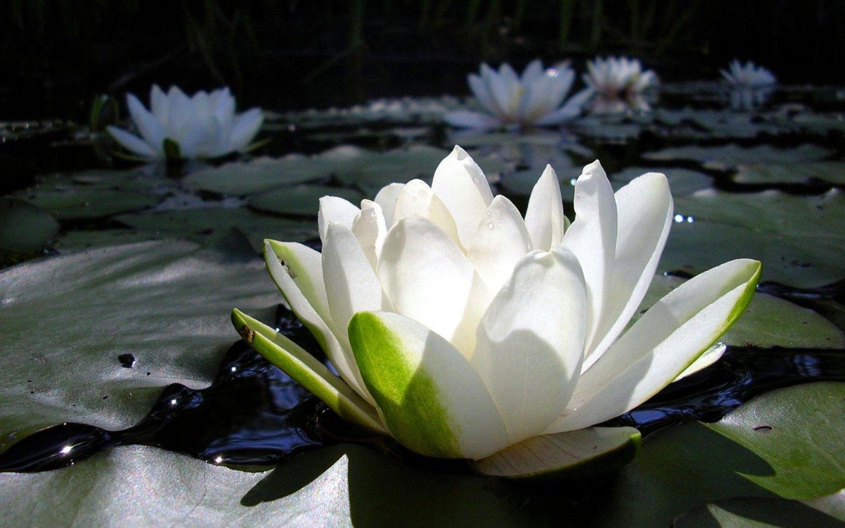 Water Lily Wallpapers - Wallpaper Cave