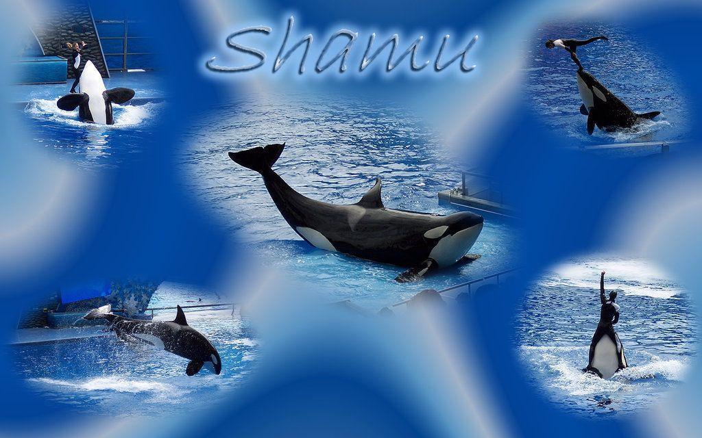 Shamu Wallpapers - Wallpaper Cave