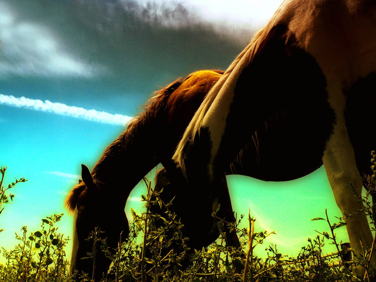 Wild Horse Wallpapers - Wallpaper Cave