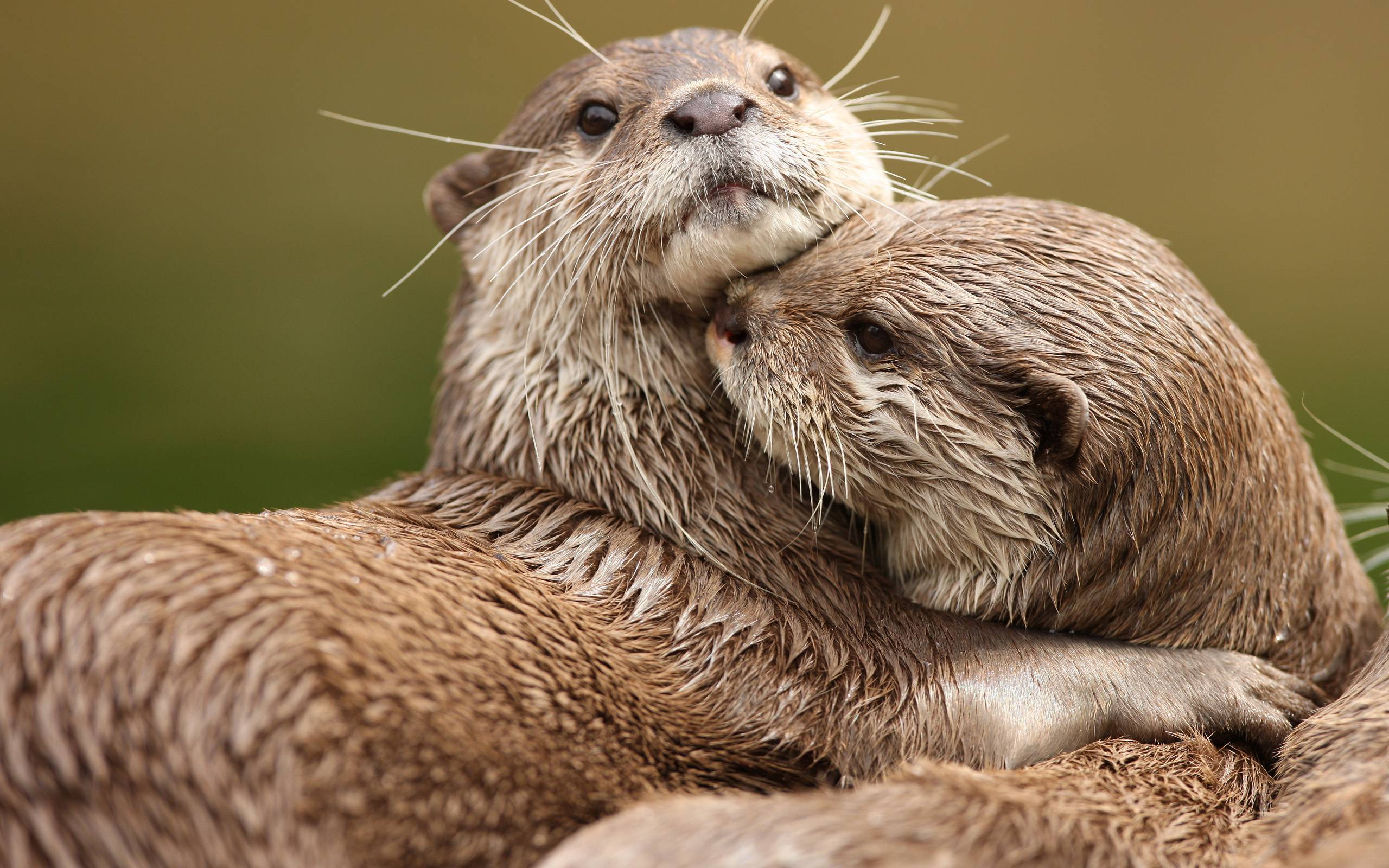 Otter Wallpapers - Wallpaper Cave