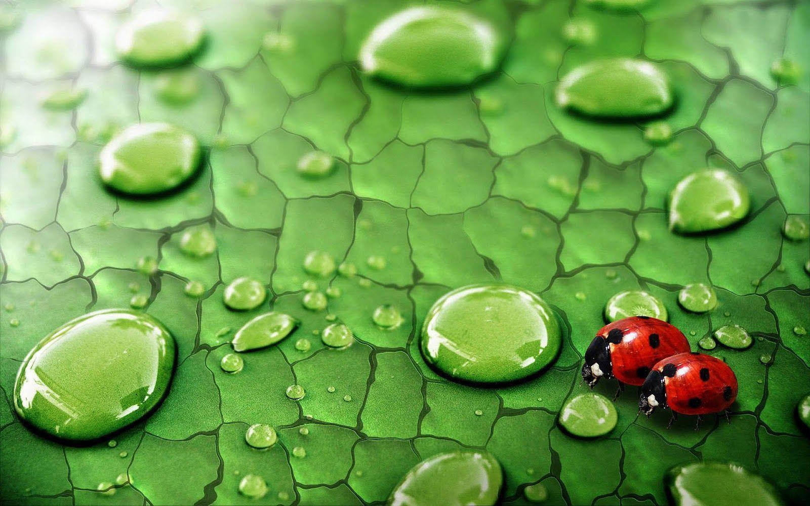 Ladybug Backgrounds - Wallpaper Cave