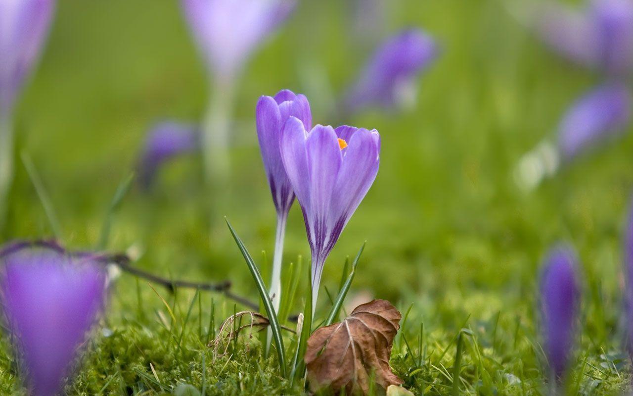 Springtime Backgrounds Pictures - Wallpaper Cave