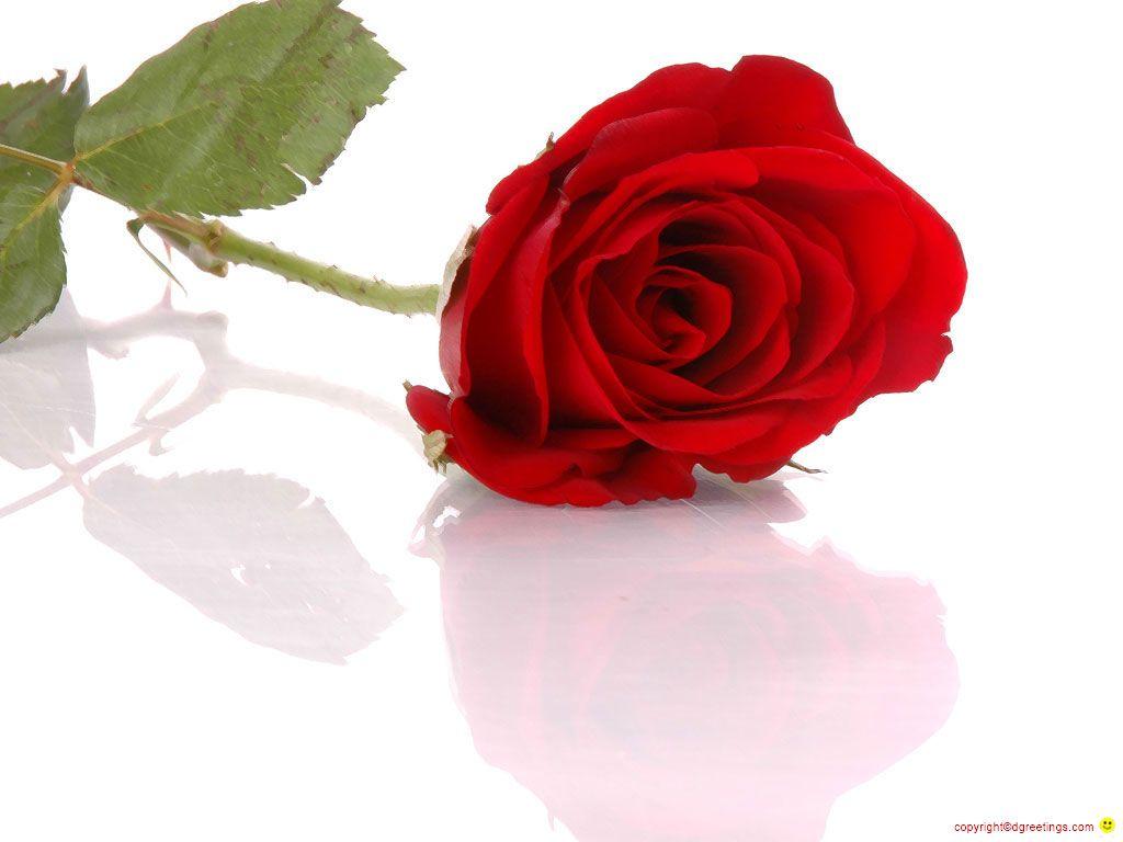 Free Rose Wallpapers - Wallpaper Cave