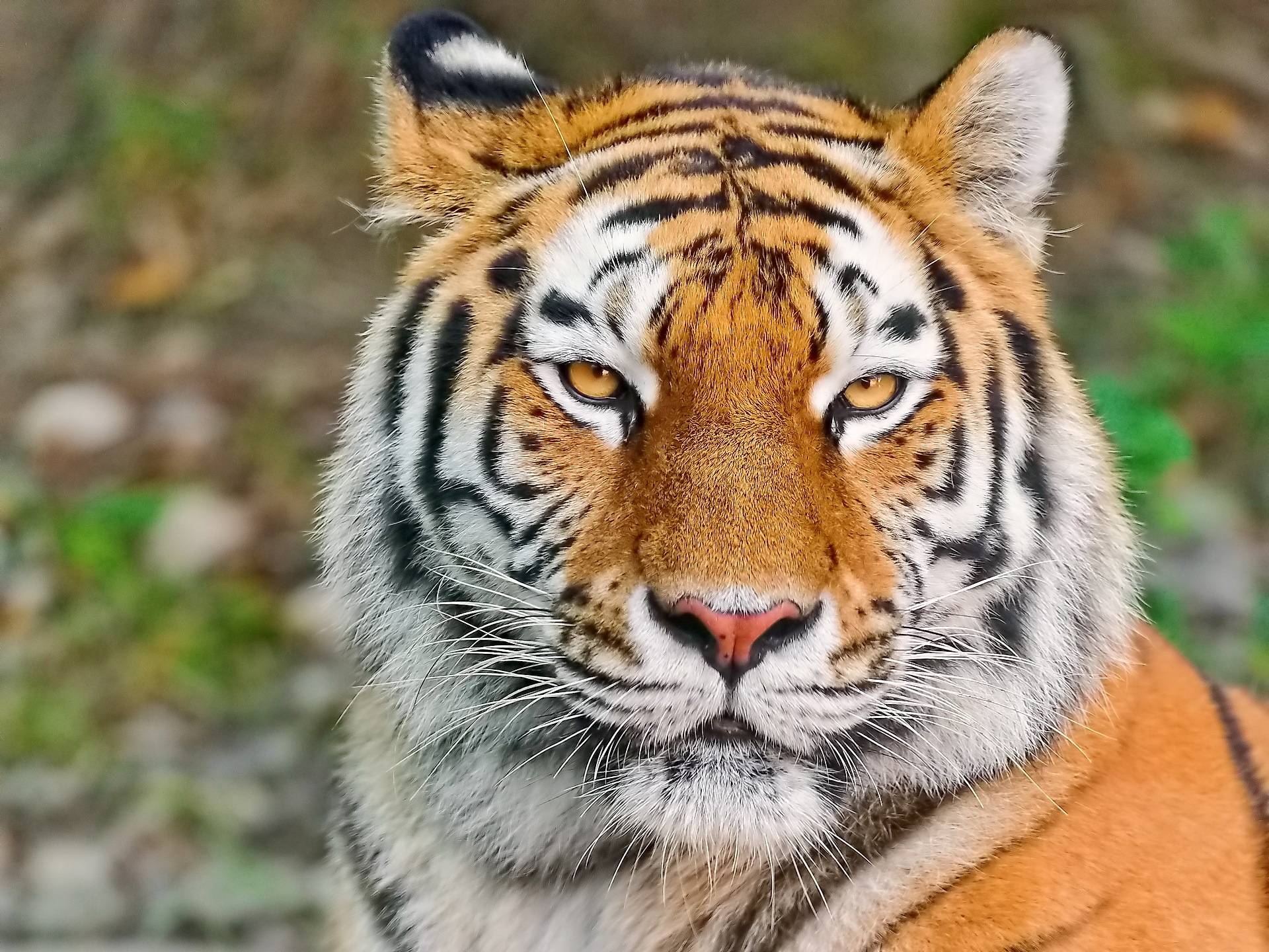 Tiger Face Wallpapers Wallpaper Cave Tiger Face Wallpapers Wallpaper Cave