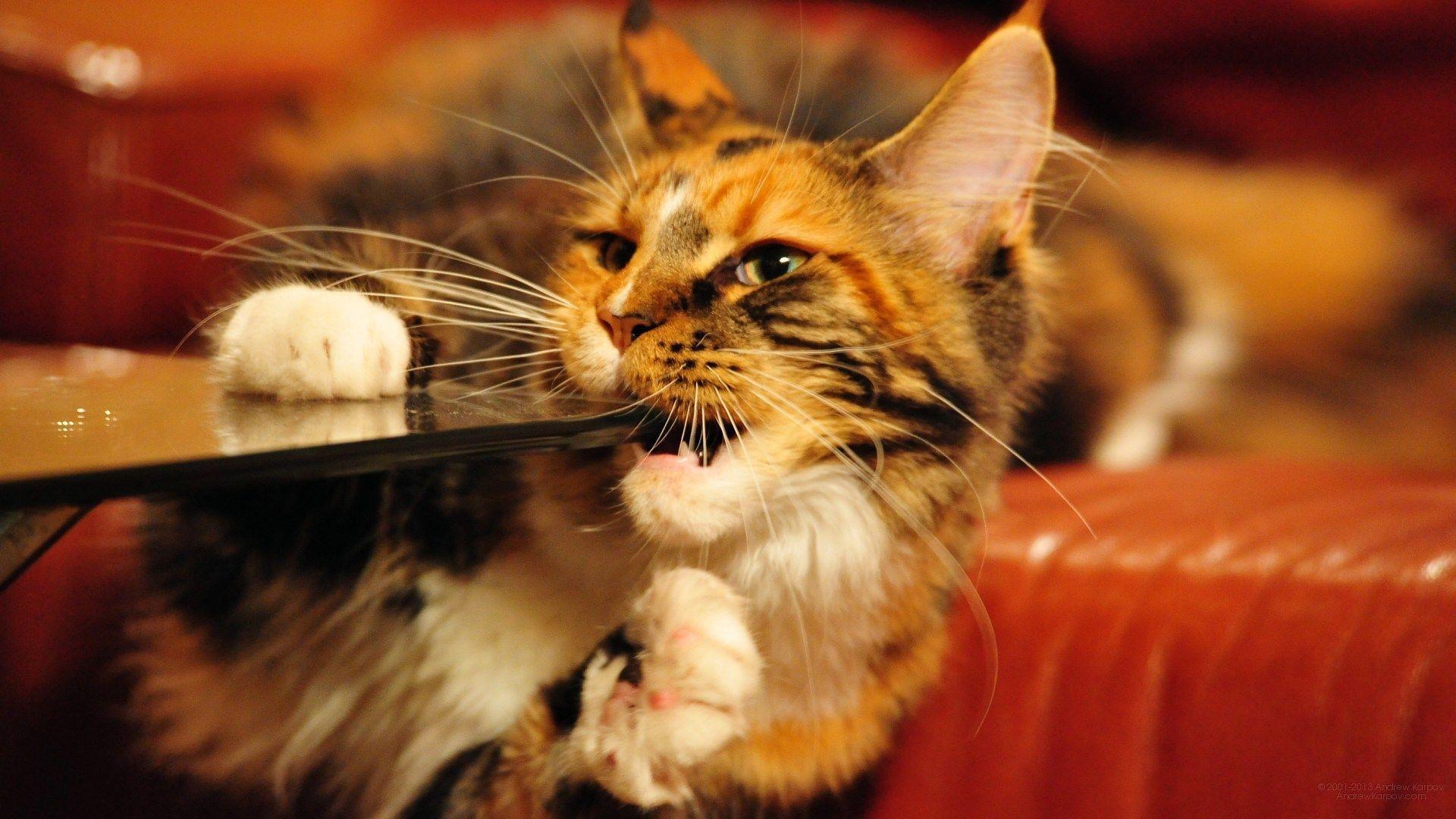 Lolcat Wallpapers - Wallpaper Cave