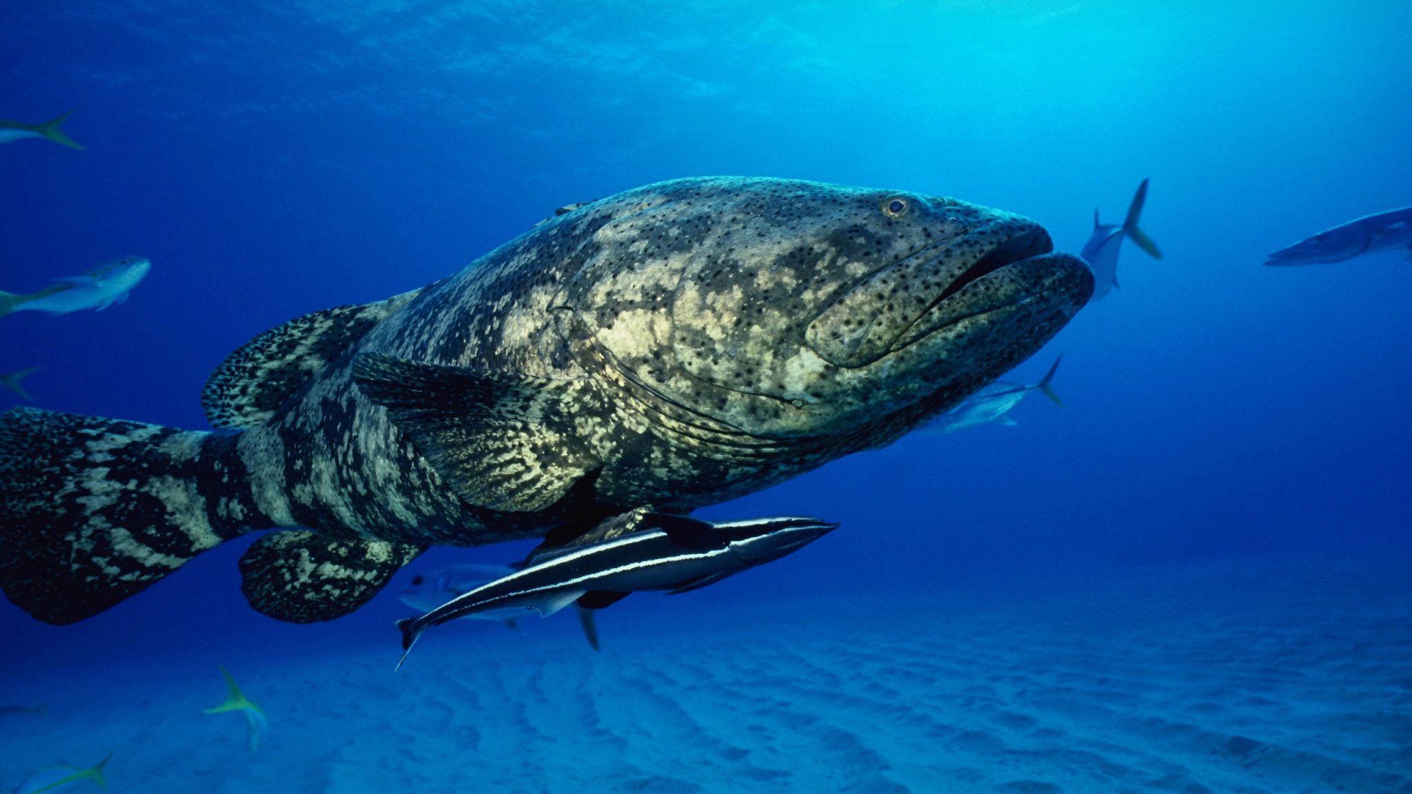 Fish Desktop Wallpapers - Wallpaper Cave