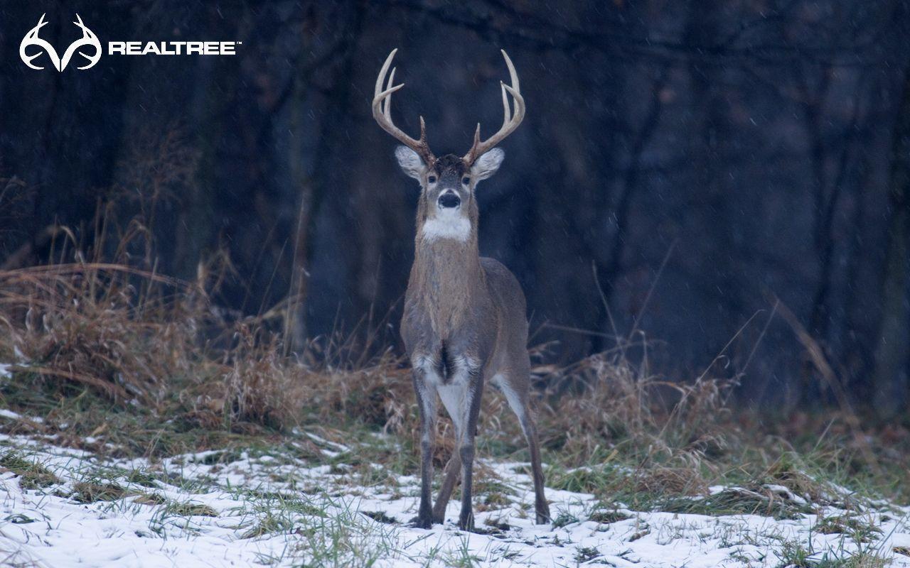 Whitetail Backgrounds - Wallpaper Cave