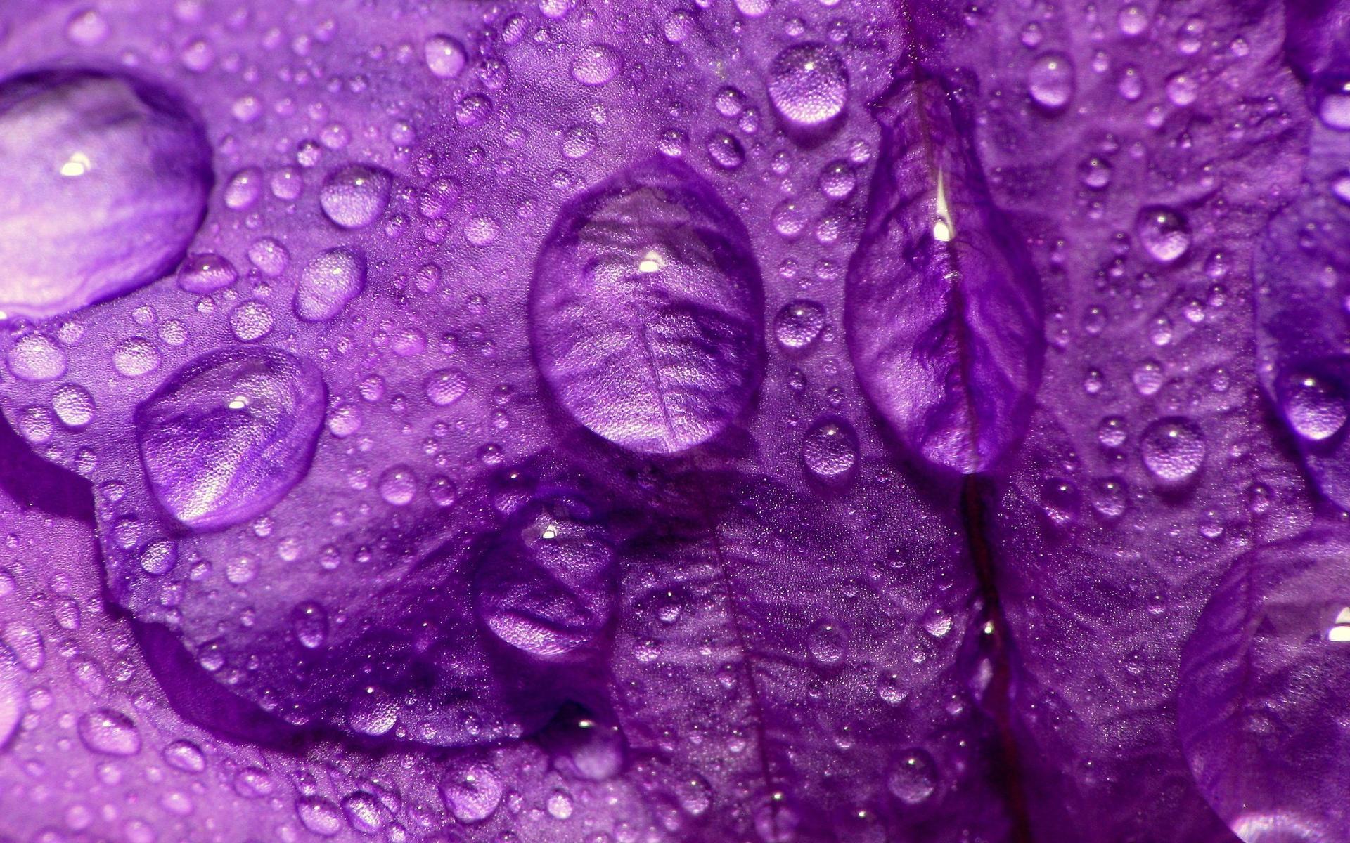 Lavender Color Wallpapers Wallpaper Cave Lavender Color Wallpapers Wallpaper Cave