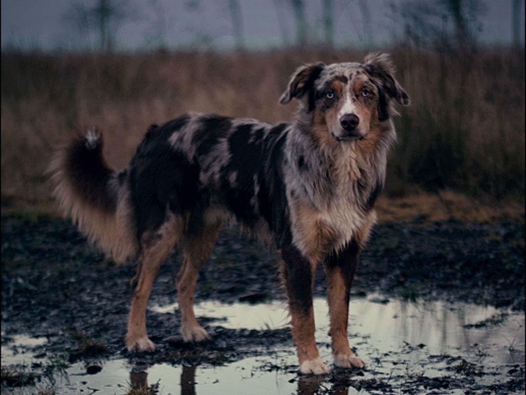 Australian Shepherd Wallpapers - Wallpaper Cave