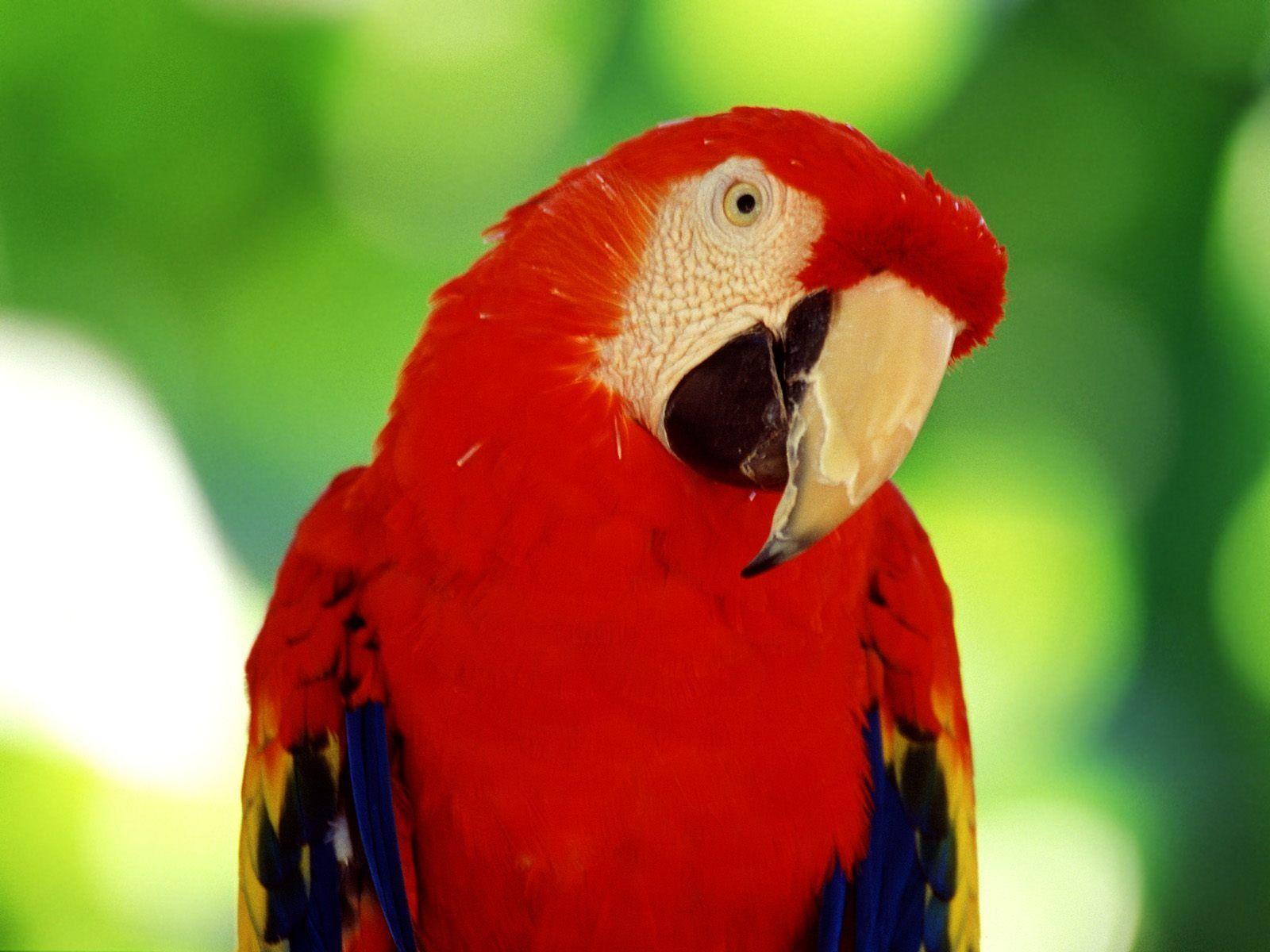 Parrot Wallpapers - Wallpaper Cave