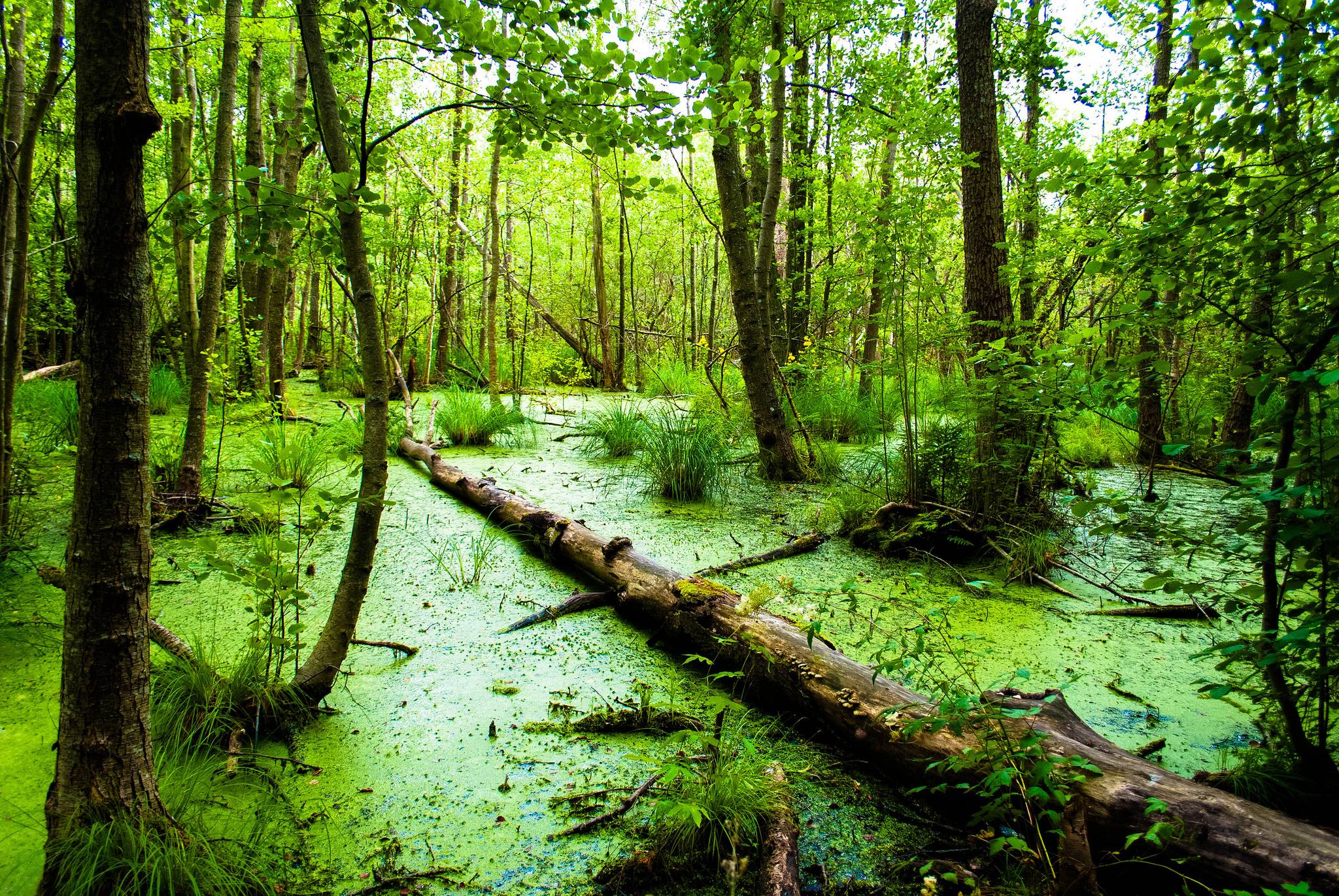 Swamp Backgrounds Wallpaper Cave Swamp Backgrounds Wallpaper Cave