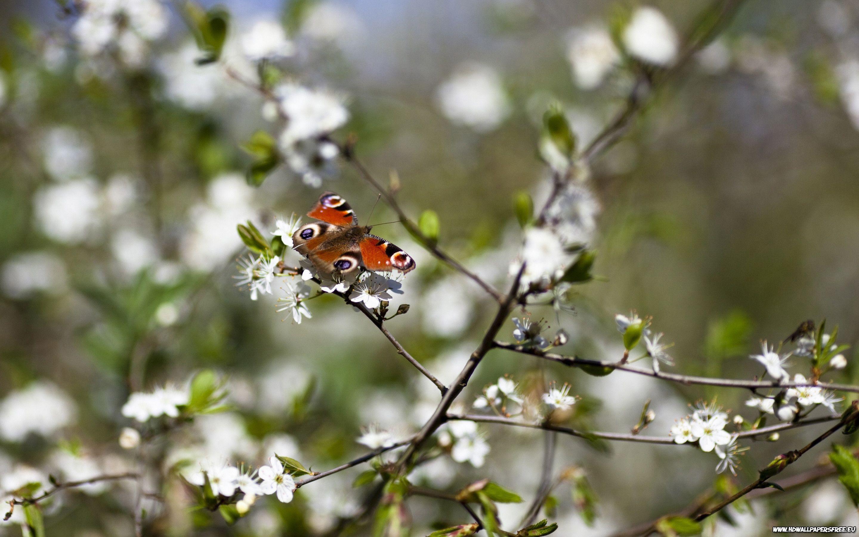 Springtime Background Images - Wallpaper Cave