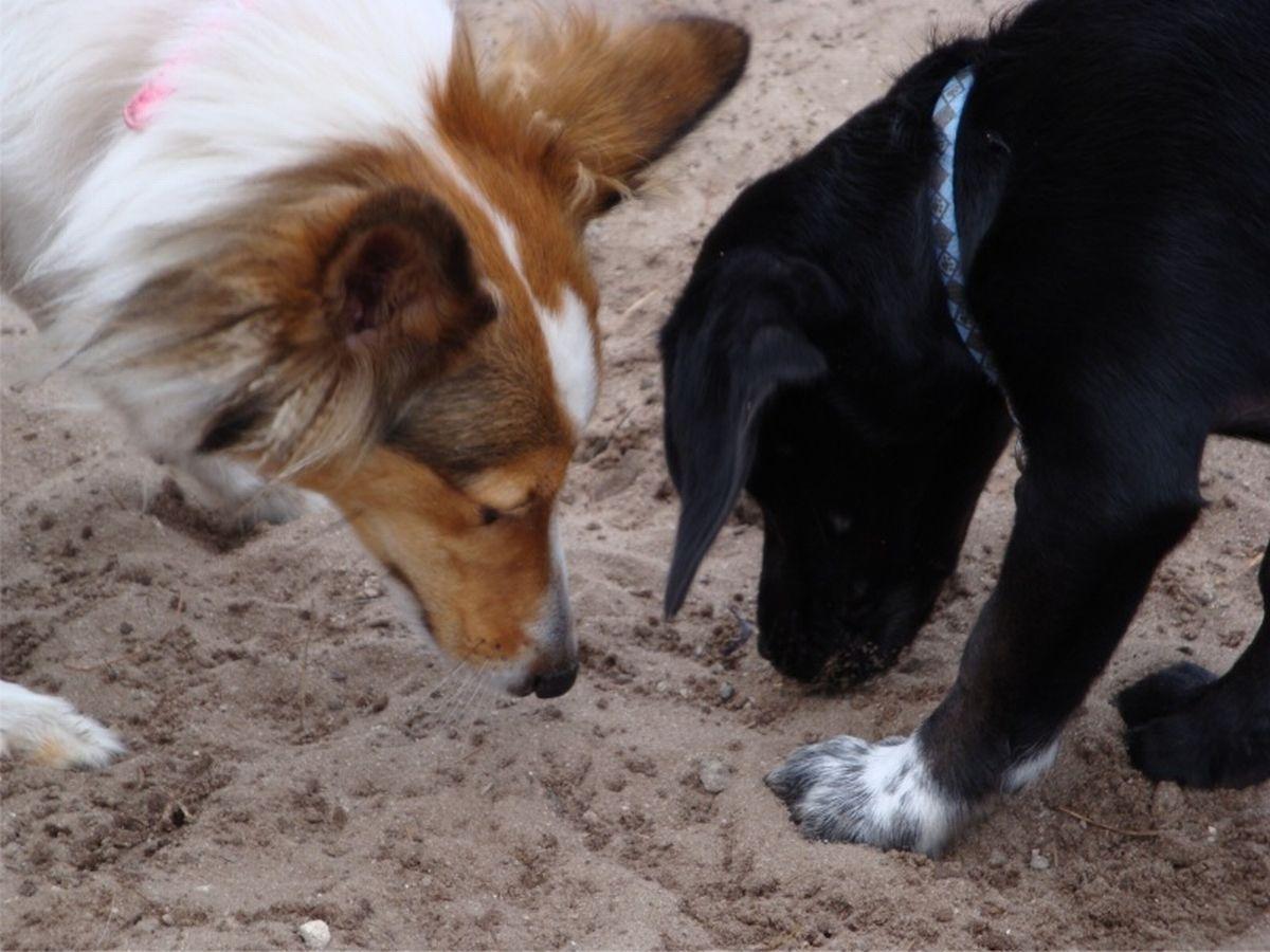 Sheltie Wallpapers - Wallpaper Cave