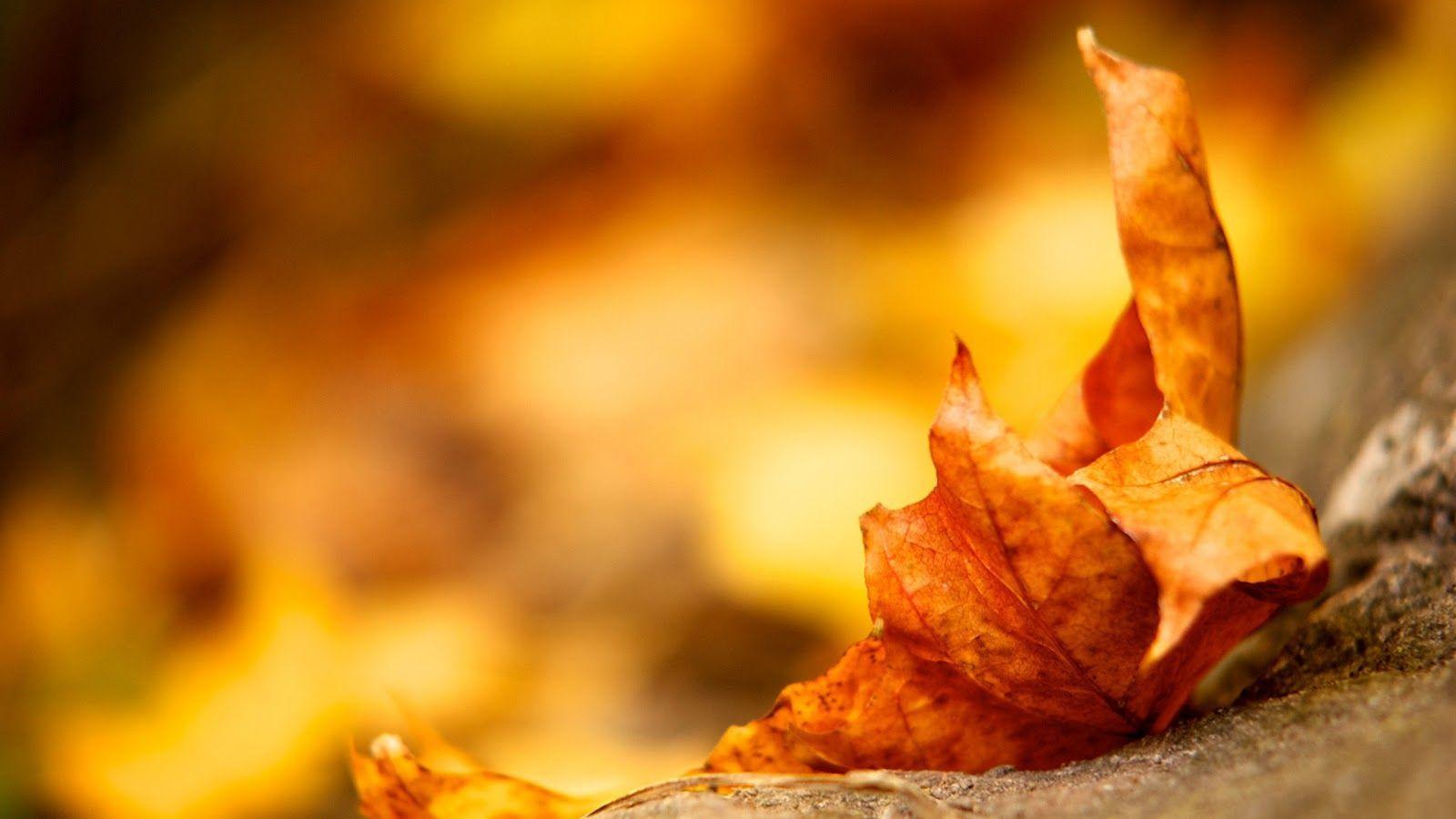 Desktop Backgrounds Fall - Wallpaper Cave