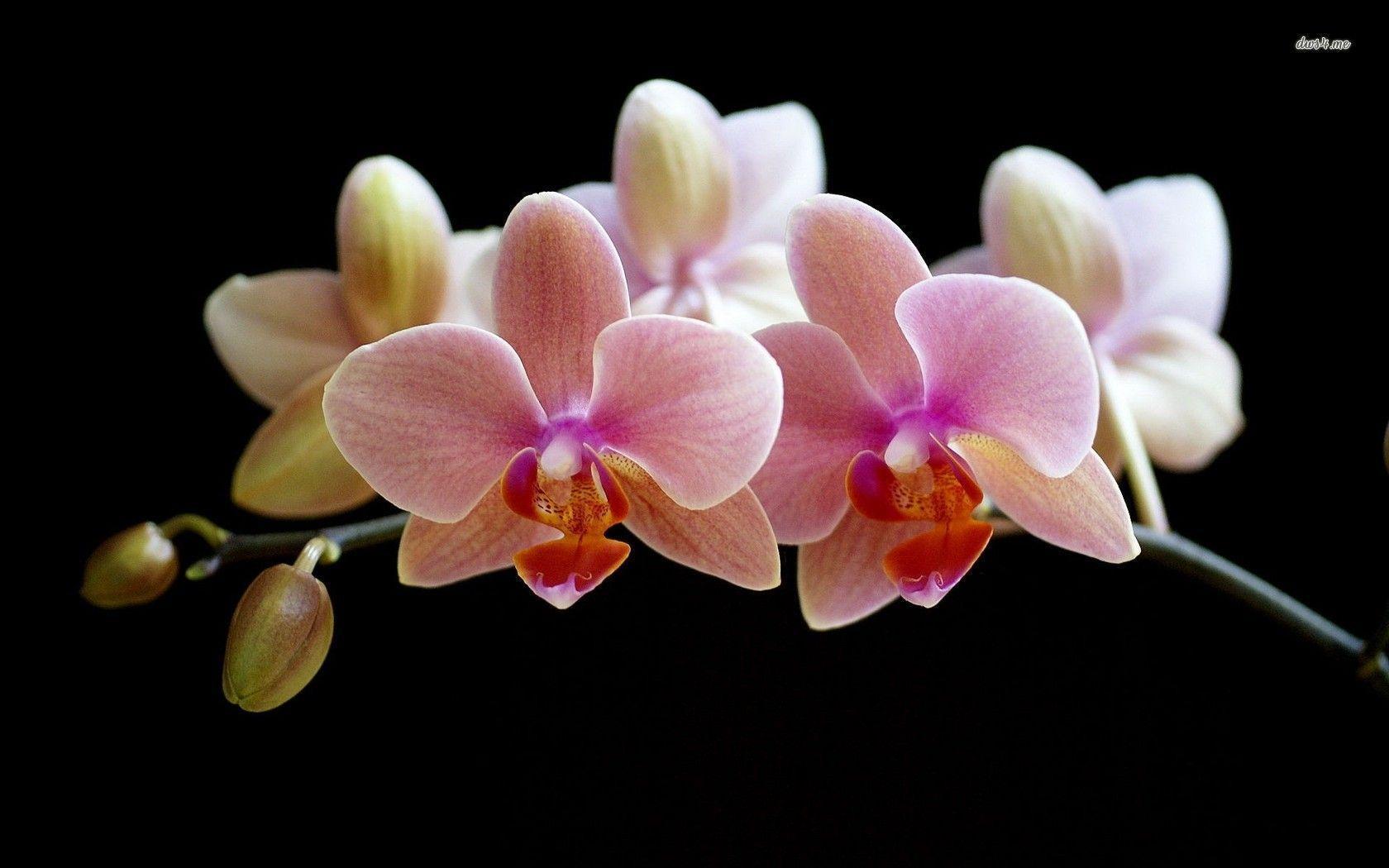 Orchids Wallpaper For Android