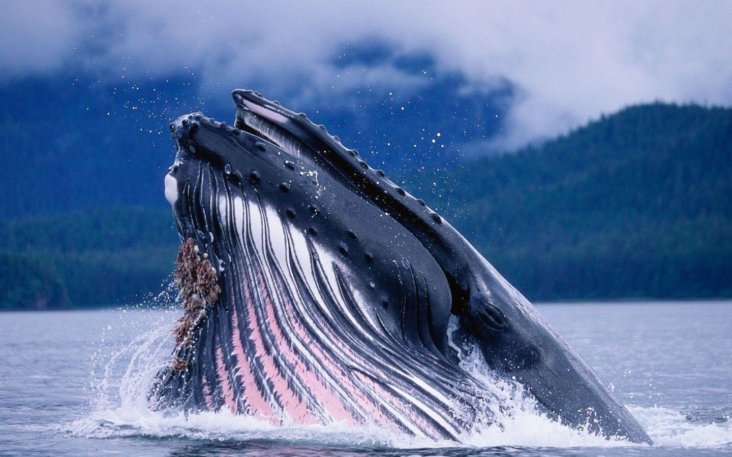 Orca Wallpapers - Wallpaper Cave