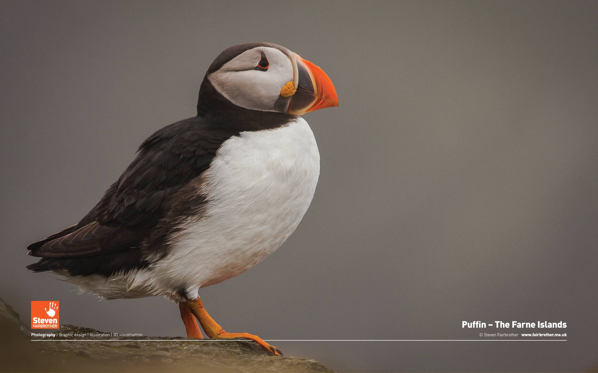 Puffin Wallpapers - Wallpaper Cave