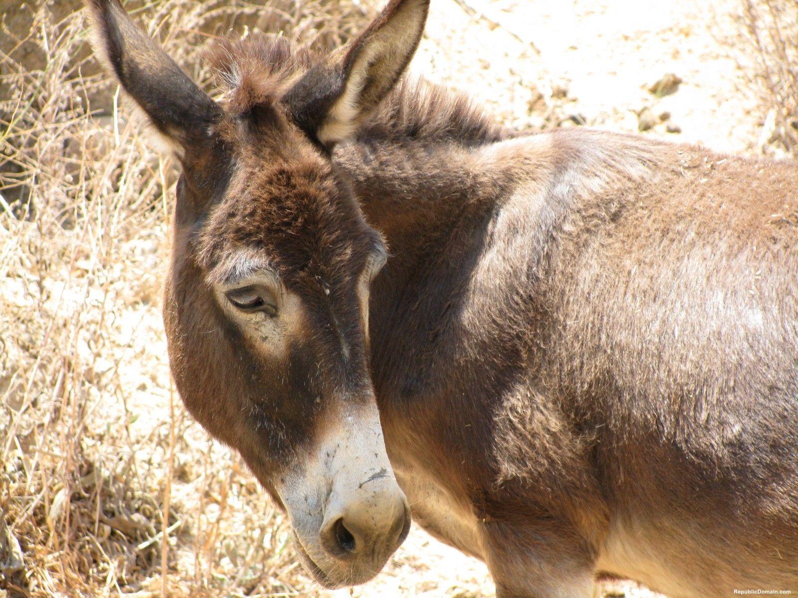 Donkey Wallpapers - Wallpaper Cave