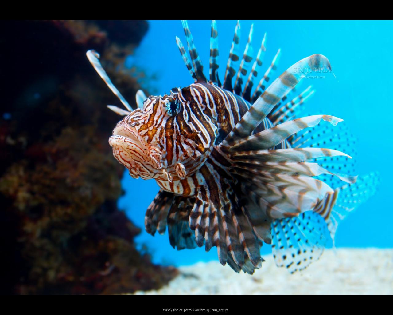 Lionfish Wallpapers - Wallpaper Cave