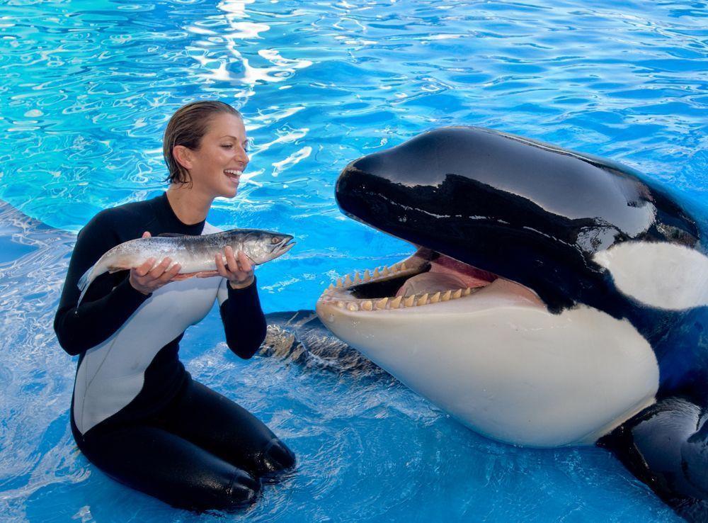 Shamu Wallpapers - Wallpaper Cave