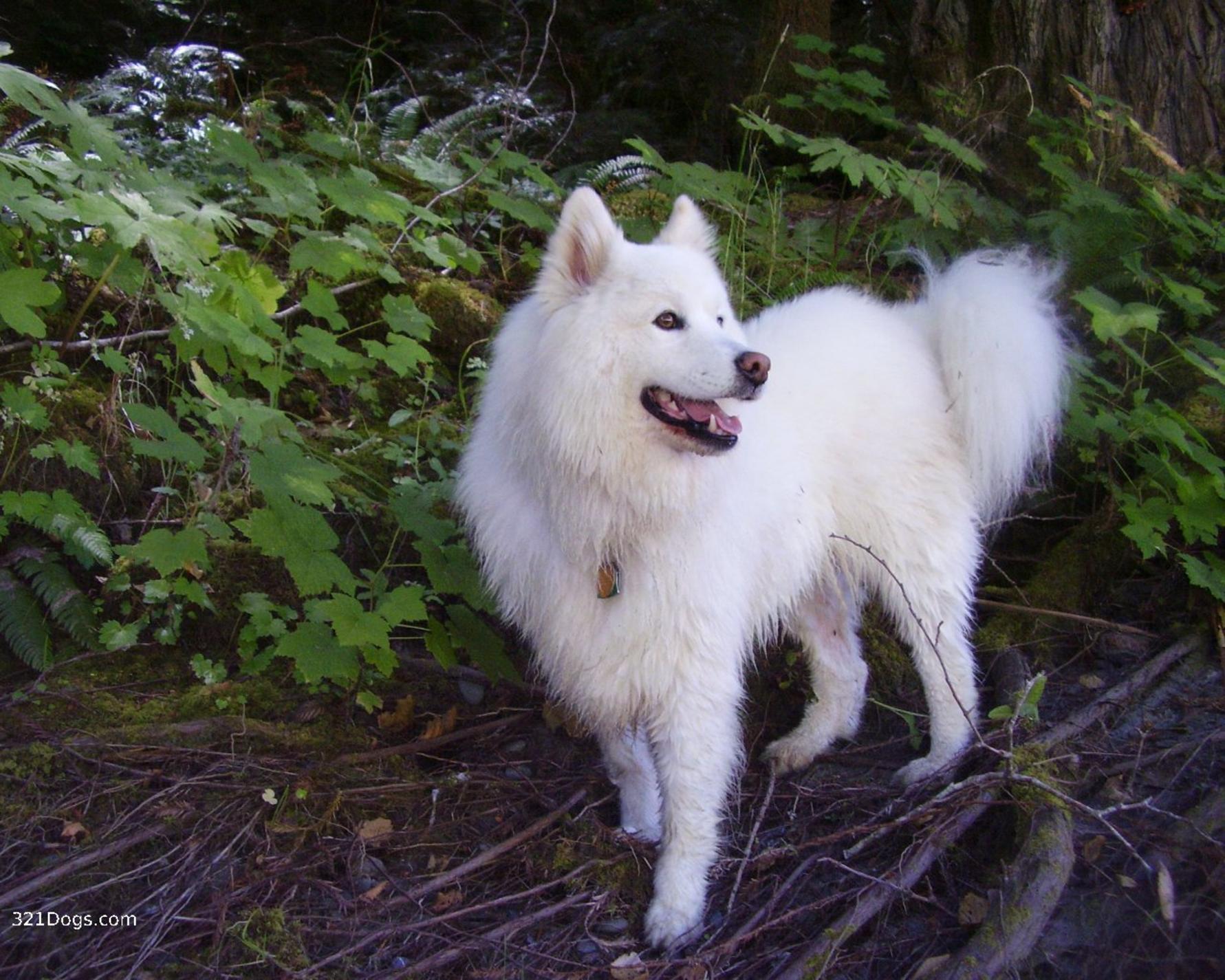 Samoyed Wallpapers - Wallpaper Cave