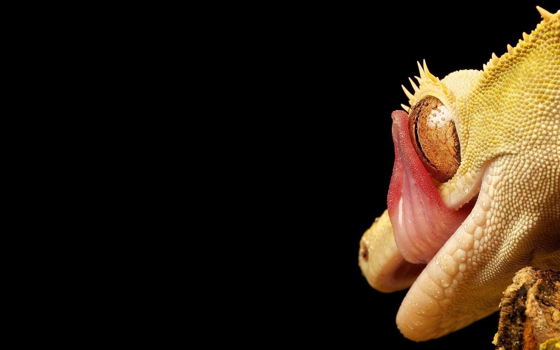 Gecko Wallpapers - Wallpaper Cave